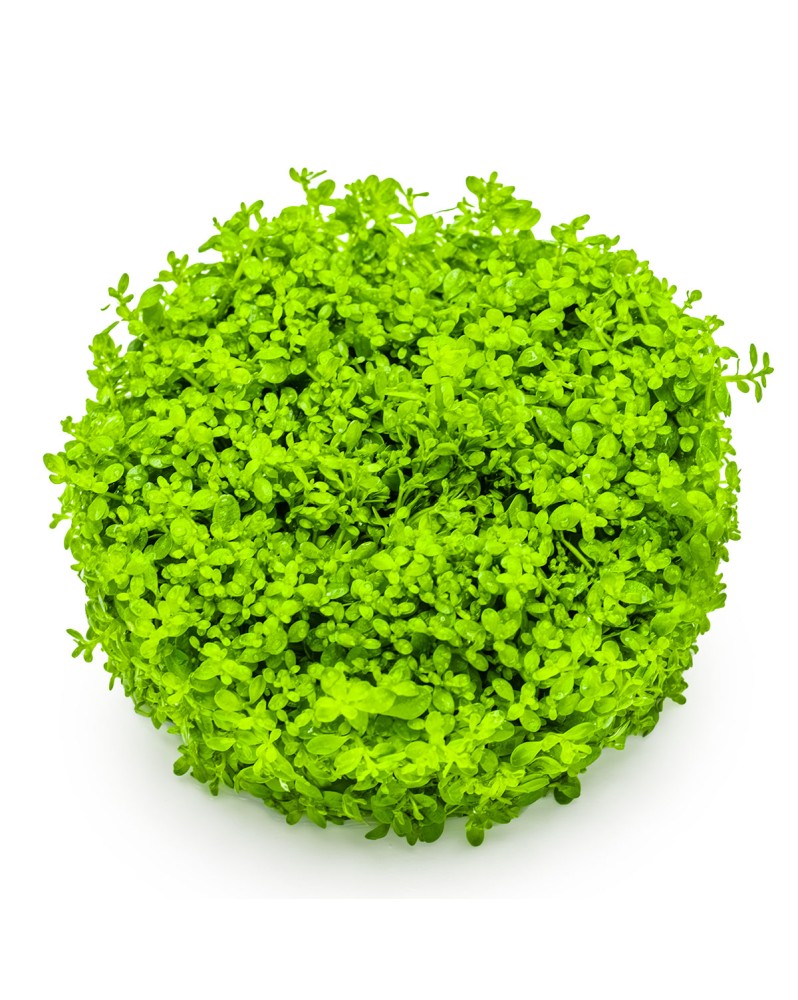 Hemianthus callitrichoides gazon aquatique