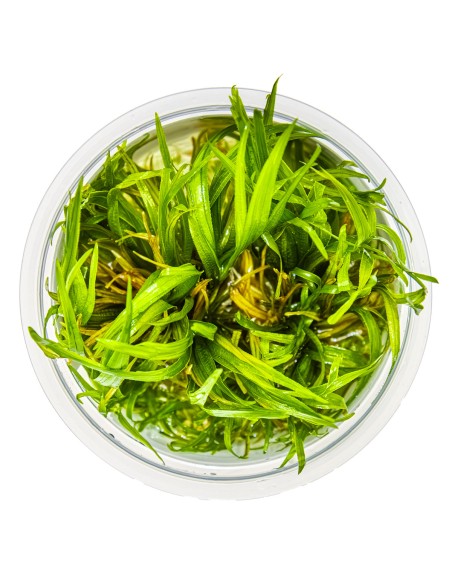 Blyxa Japonica Blyxa japonica pousse naturellement en Asie du Sud e...