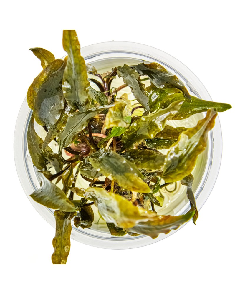 Cryptocoryne Mi Oya - 1-2 Grow! Cette belle variante de Cryptocoryn...