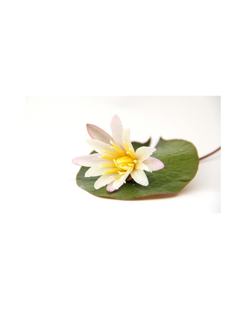 Lotus tigre rouge plante aquatique
