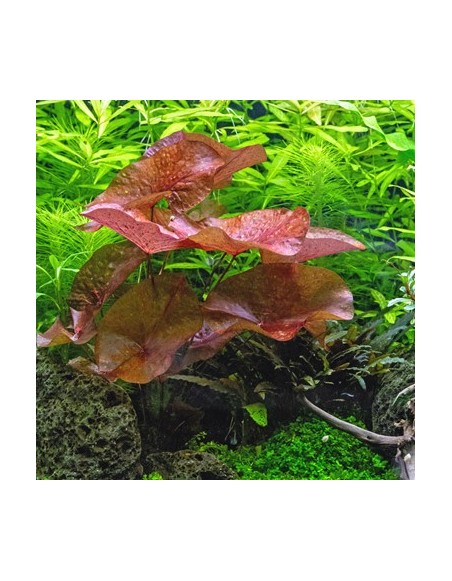 Lotus tigre rouge plante aquatique