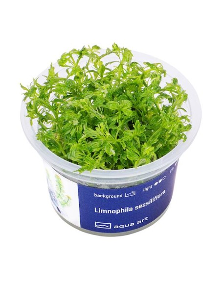 Limnophilla Sessiflora - Aqua-art La Limnophila sessiliflora est un...