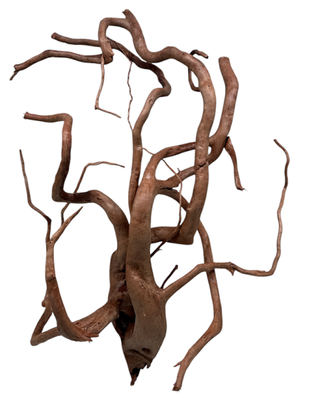 Racine C7 Vous choisissez la racine de la photo. Racine Unique. Tai...