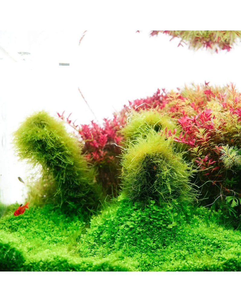 Chihiros B80 - 80-100cm Chihiros B-line B80. Spectre optimisé, led ...