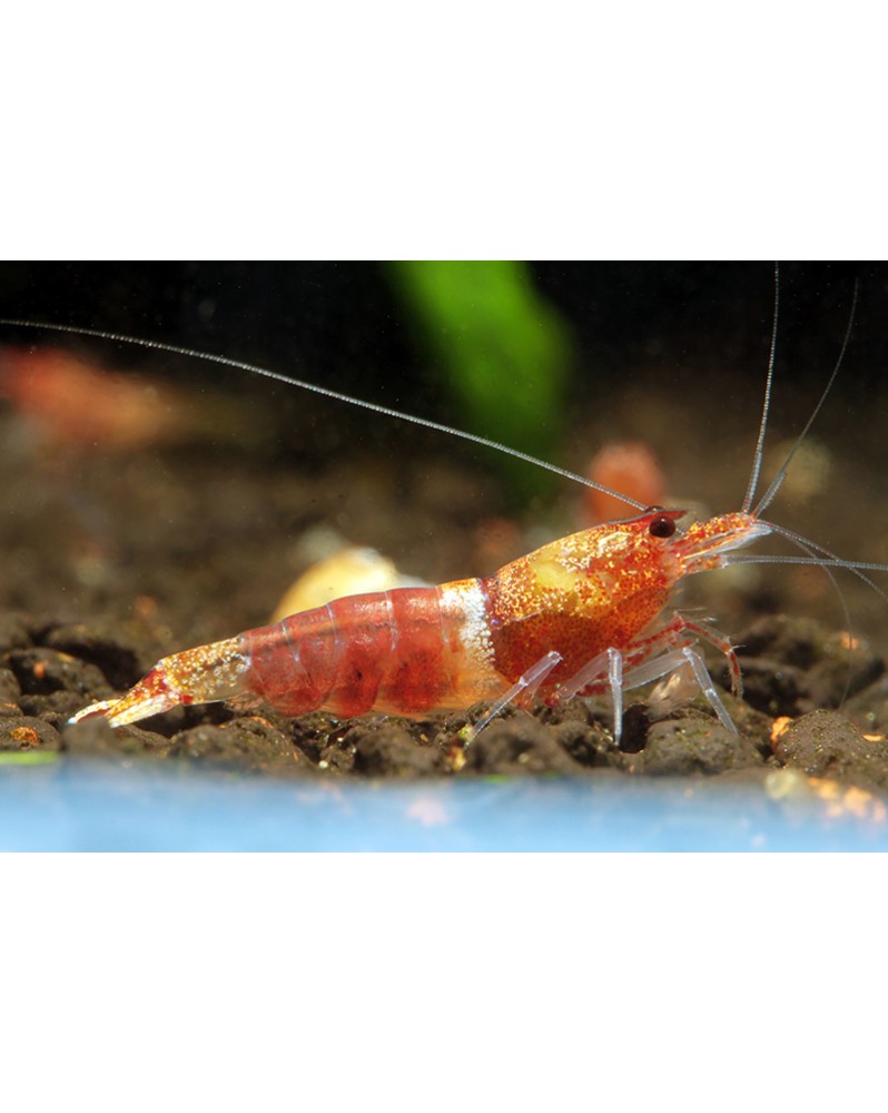 Caridina logemanni - Ocean Blue Shrimp Caridina Ocean Blue Shrimps....