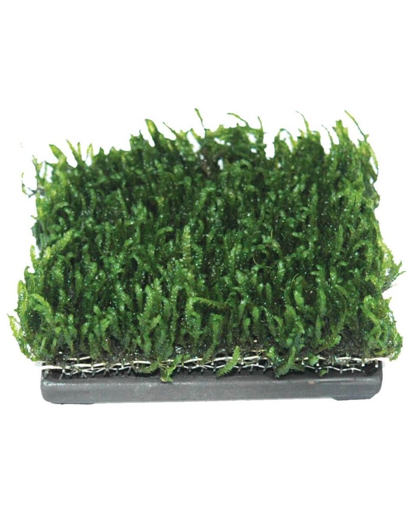 Support mousse carré 6.5cm Support pour mousse en céramique, carré,...