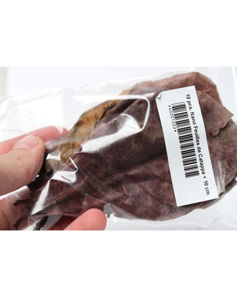 Nano Feuilles de Catappa x10 Les feuilles de Badamier (Terminalia c...
