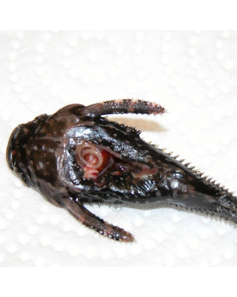 JBL Nedol plus 250 - 100ml Traitement des vers filaires et des cama...